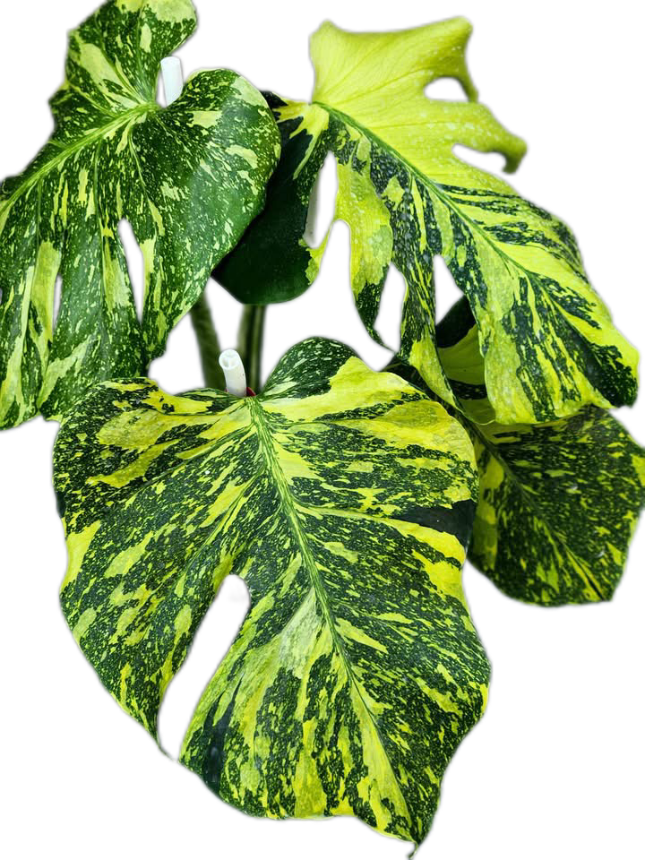 Monstera – FloristaPearl Garden