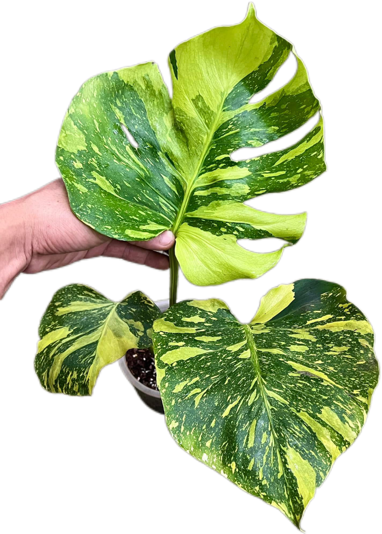 Rare Exclusive Plants – FloristaPearl Garden