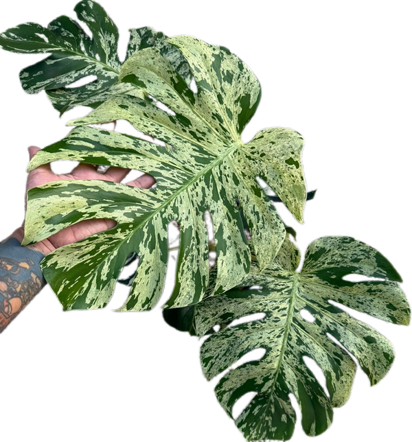 Monstera Deliciosa ‘Bulbasaur’ – Variegated Marvel – FloristaPearl ...