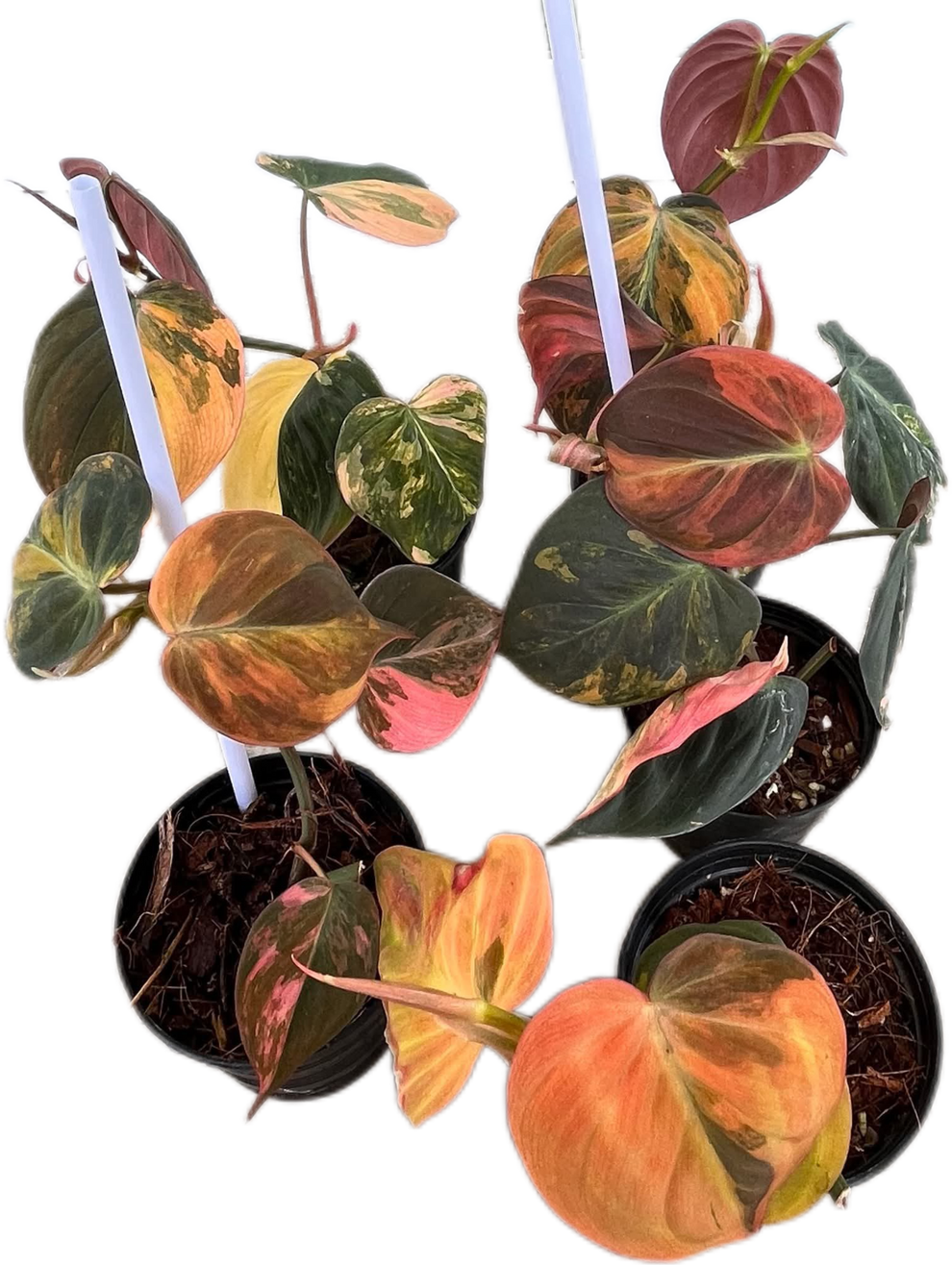 Buy Philodendron Micans Variegated (Pink) | Thailand Export ...