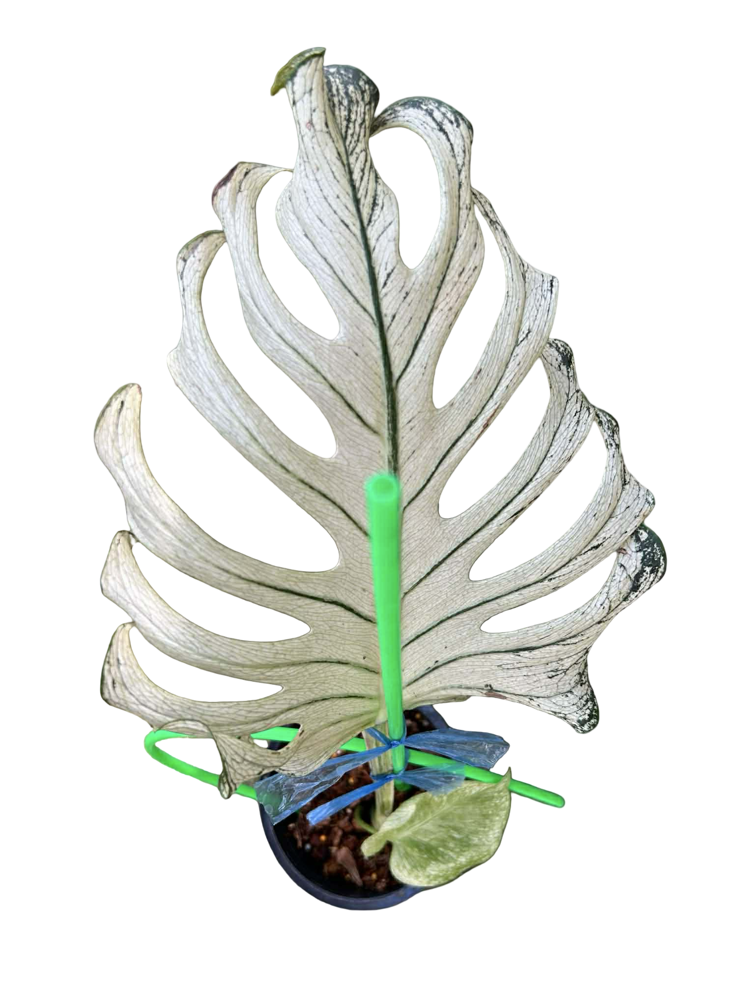 Monstera Deliciosa “Devil Monster” – Rare Variegated Plant ...