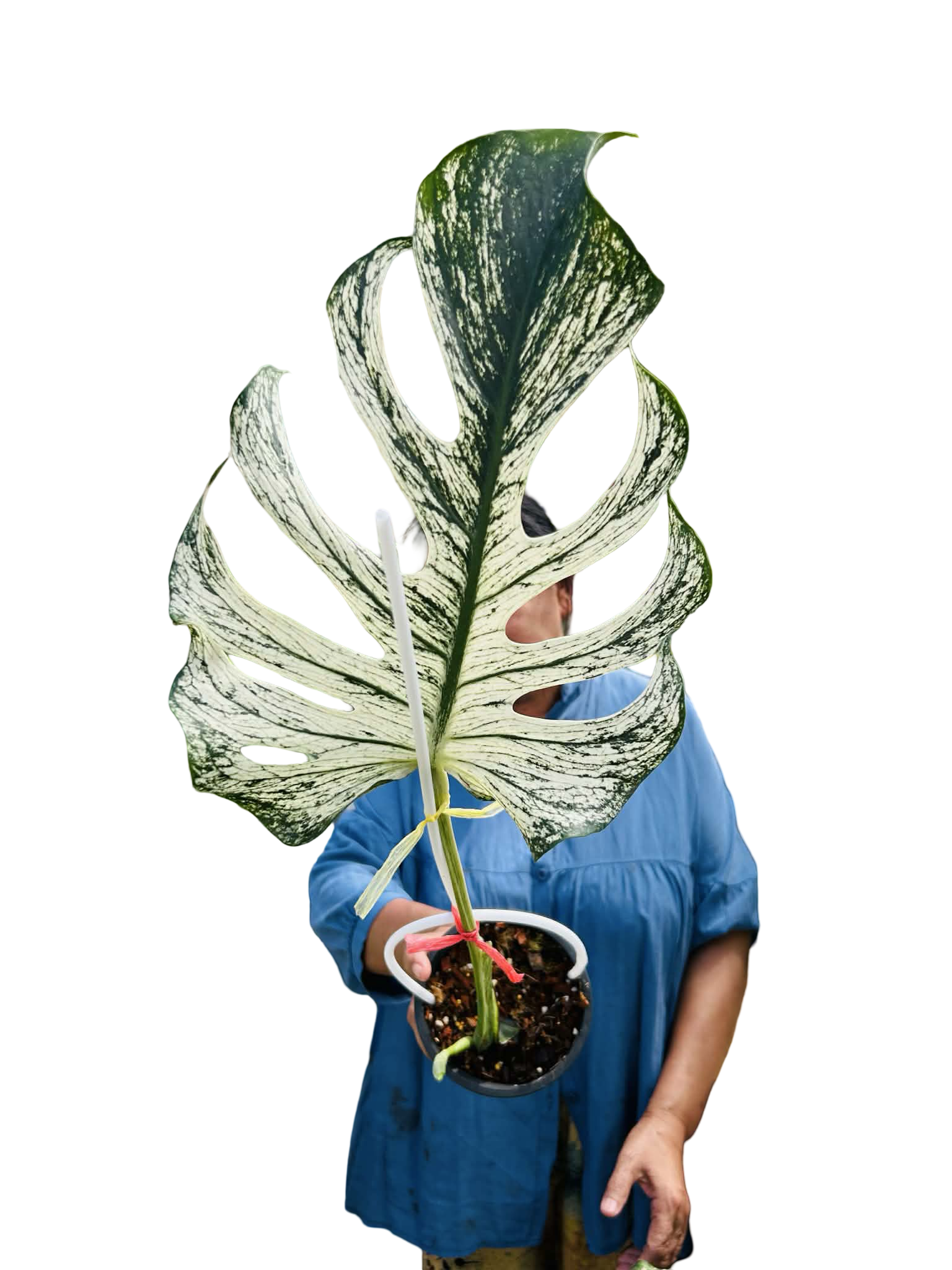 Monstera Deliciosa “Devil Monster” – Rare Variegated Plant ...