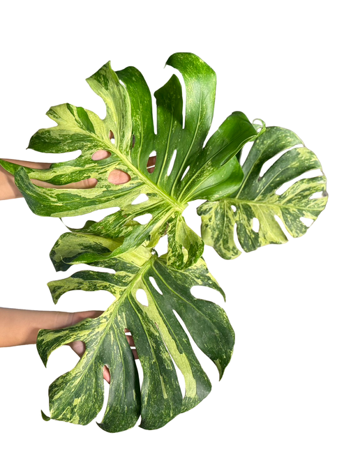 Monstera Deliciosa “Ocean Mint” Variegated – Actual Plant ...