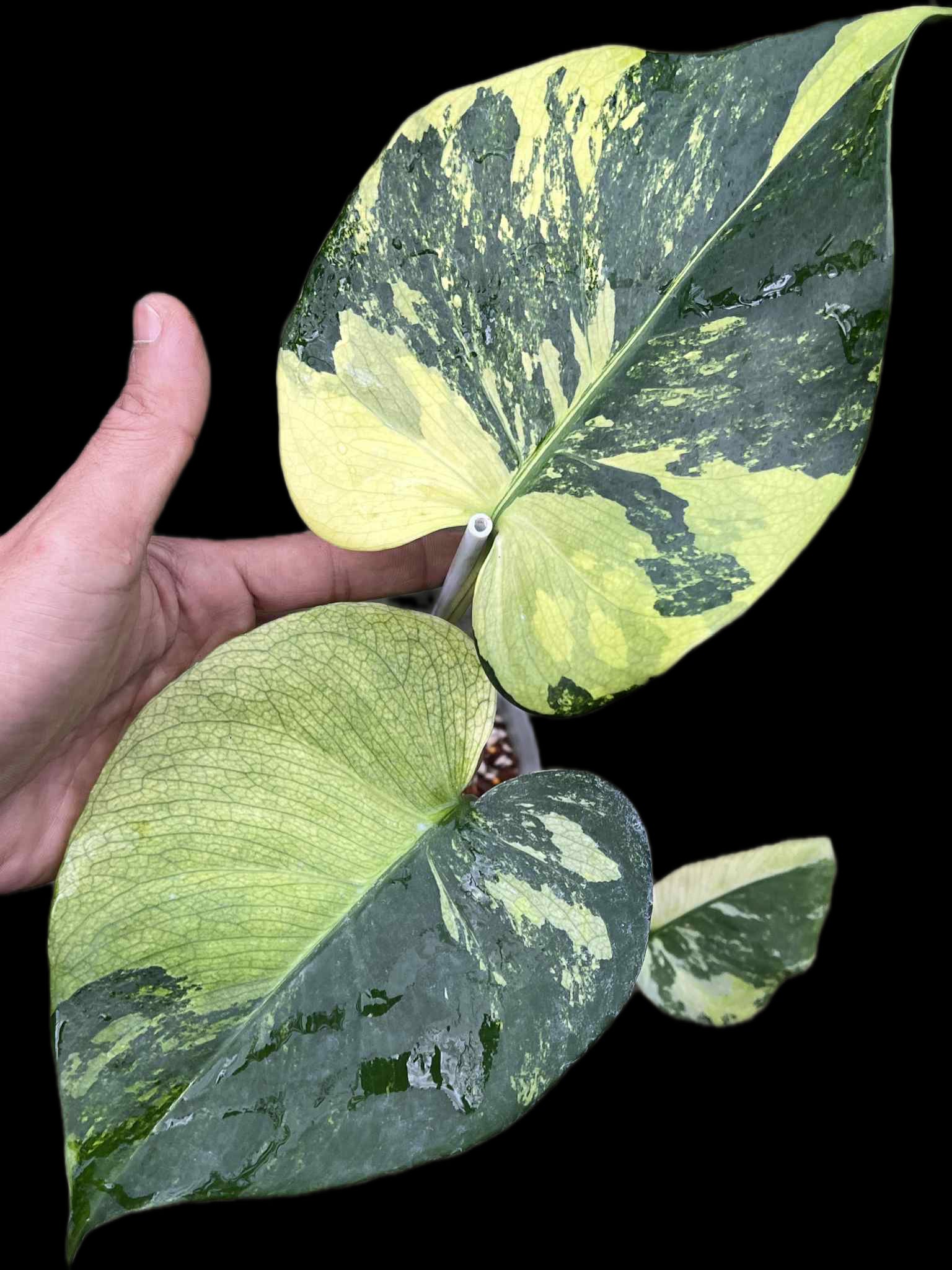 Monstera Deliciosa NoID Long Face Variegated | Florista Pearl ...