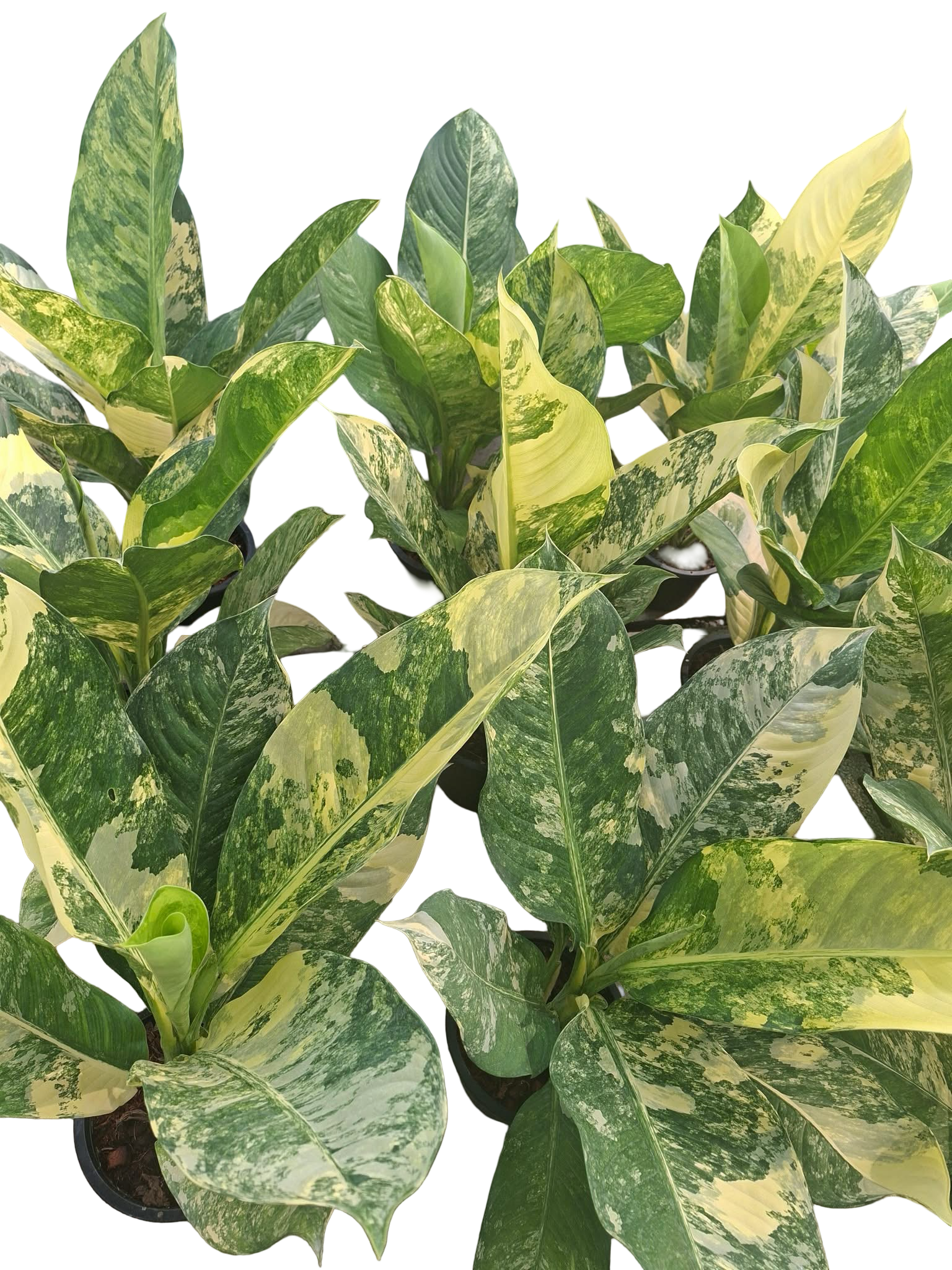 Monstera Deliciosa “Ocean Mint” Variegated – Actual Plant ...