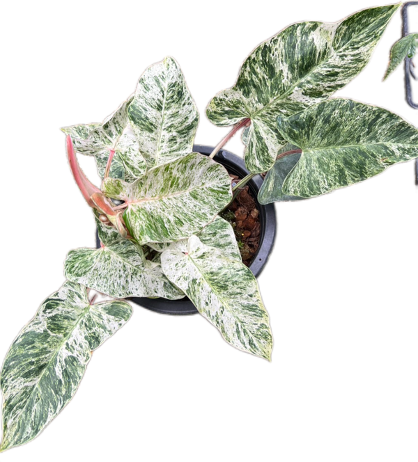 Buy Philodendron Emerald Ice Variegated | Thailand Export ...