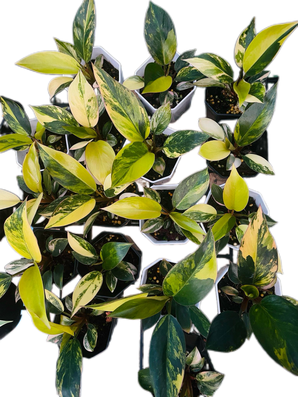Buy Philodendron Yellow Congo Variegated … | Thailand Export ...