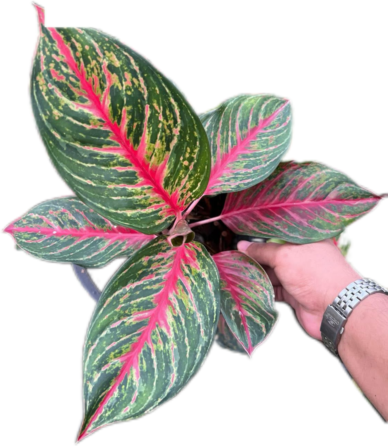 Buy Aglaonema “Amnat Charoen” (Bundle of … | Thailand Export – FloristaPearl Garden Thailand