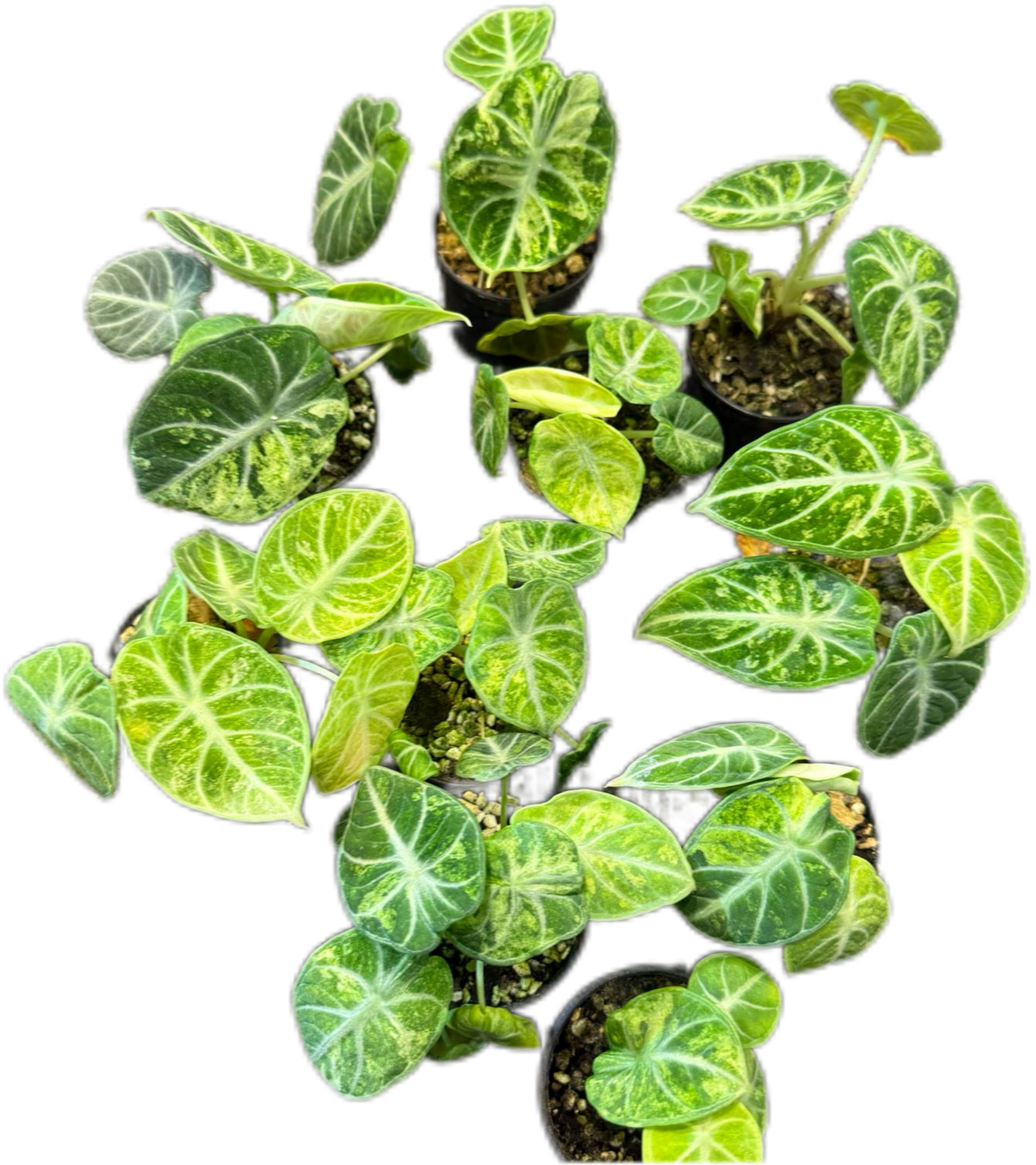 Buy Alocasia Black Velvet Ninja Splash | Thailand Export ...