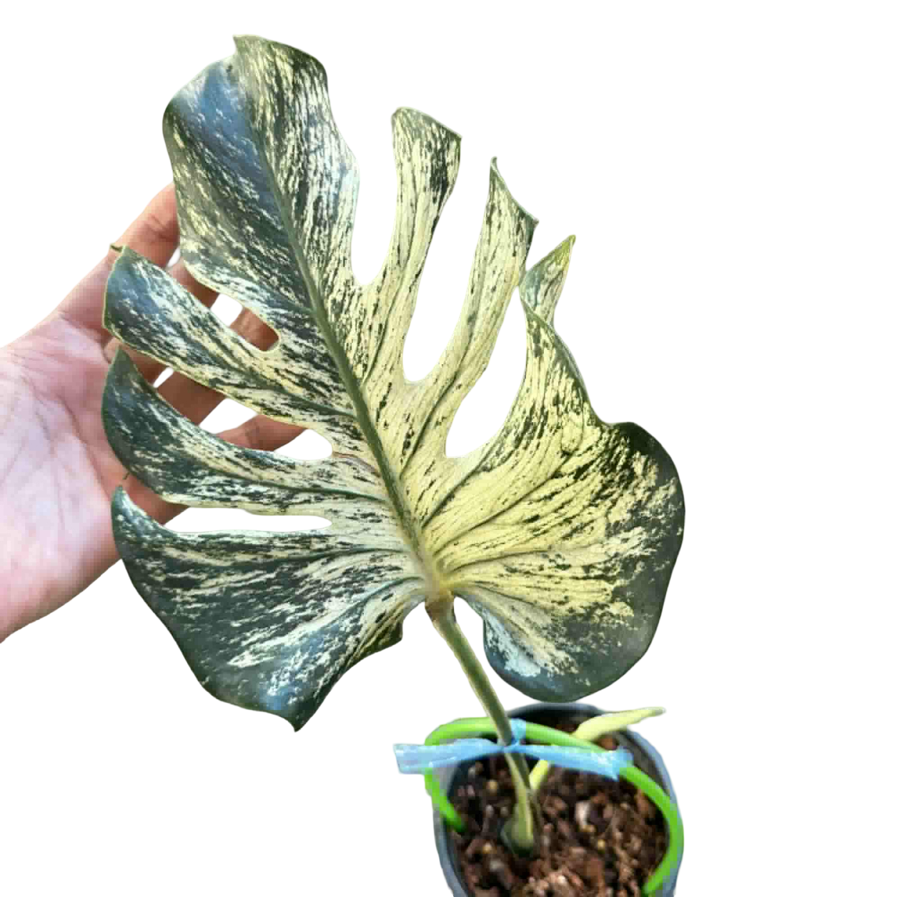 Monstera Deliciosa “Devil Monster” – Rare Variegated Plant ...