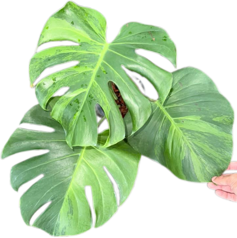 Buy Monstera Deliciosa “Ivory” | Thailand Export – FloristaPearl Garden