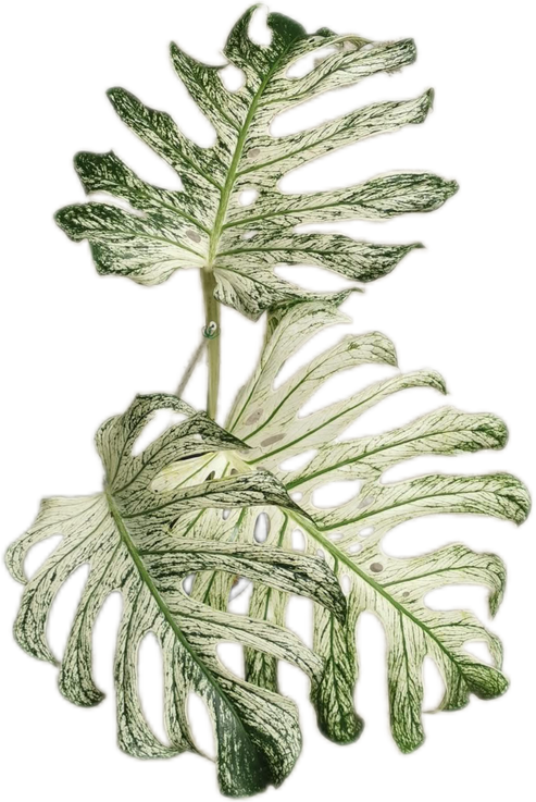 Buy MONSTERA Deliciosa “DEVIL MONSTER” | Thailand Export ...