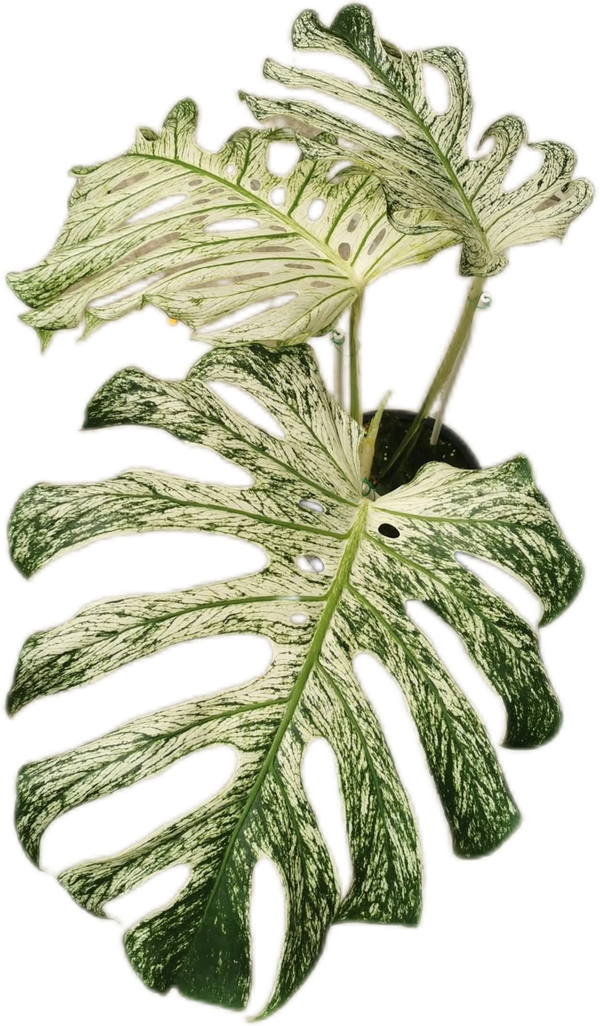 Buy MONSTERA Deliciosa “DEVIL MONSTER” | Thailand Export ...