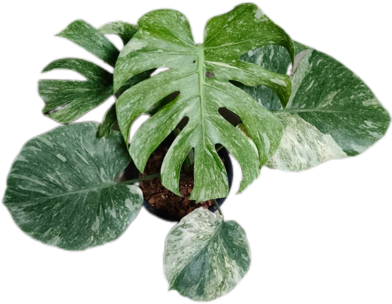 Rare Monstera Deliciosa “Green Snow” – FloristaPearl Garden Thailand