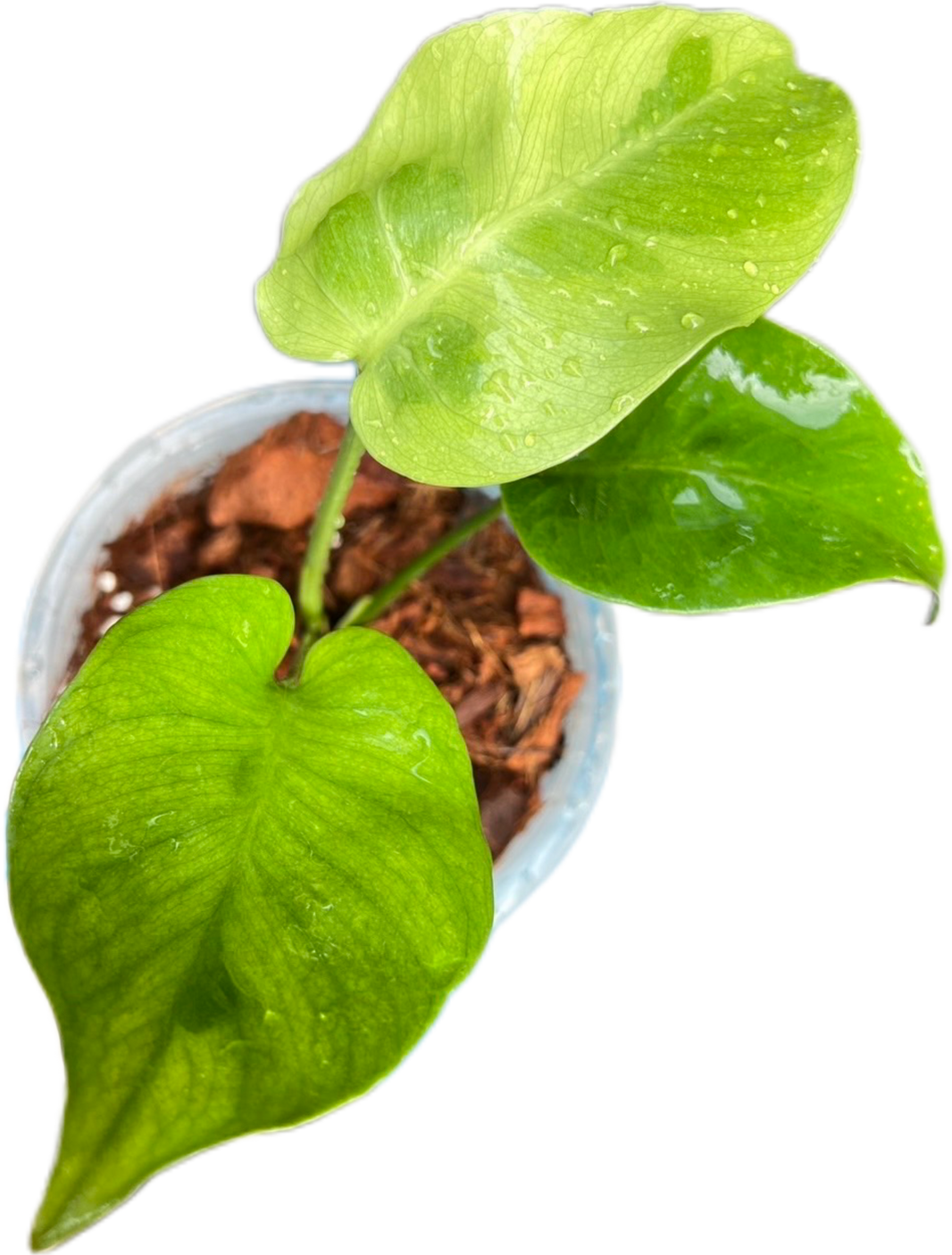 Rare Exclusive Plants – FloristaPearl Garden