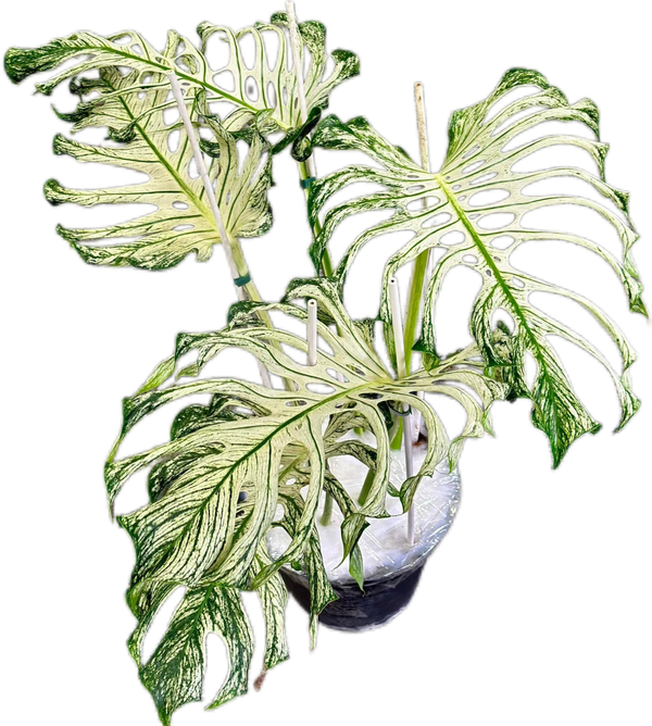 New Rare MONSTERA DEVIL MONSTER – FloristaPearl Garden Thailand