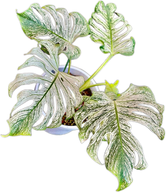 New Rare MONSTERA DEVIL MONSTER – FloristaPearl Garden Thailand