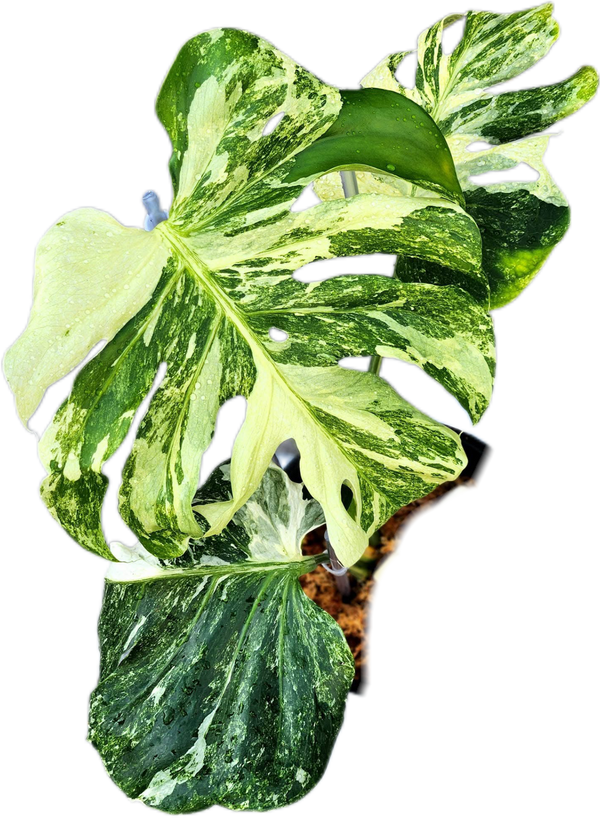 Rare Monstera Deliciosa “MasterPiece” – FloristaPearl Garden Thailand