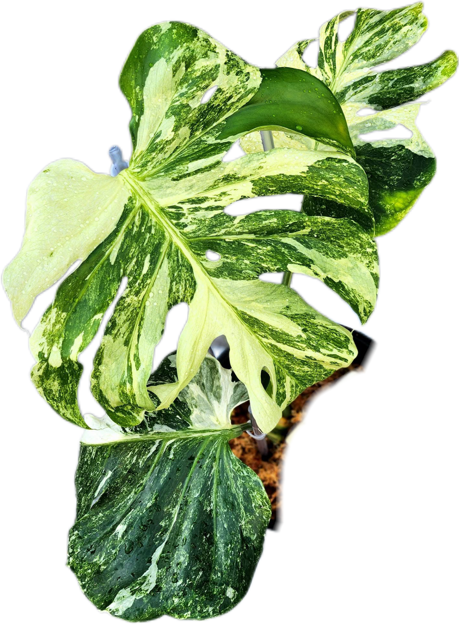 Monstera – Page 2 – FloristaPearl Garden Thailand