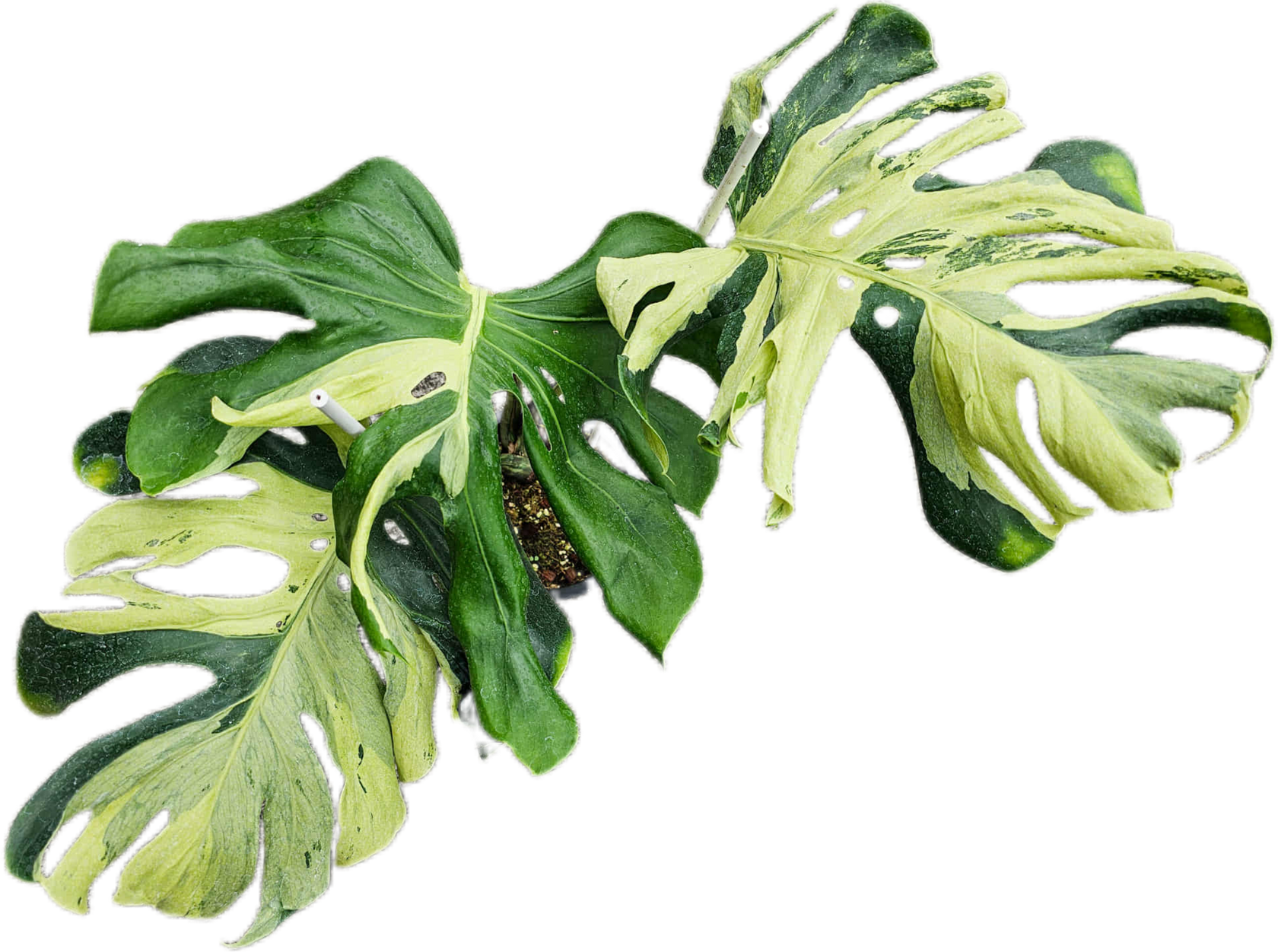 Buy Monstera Deliciosa Tricolor (Miracle) | Thailand Export ...