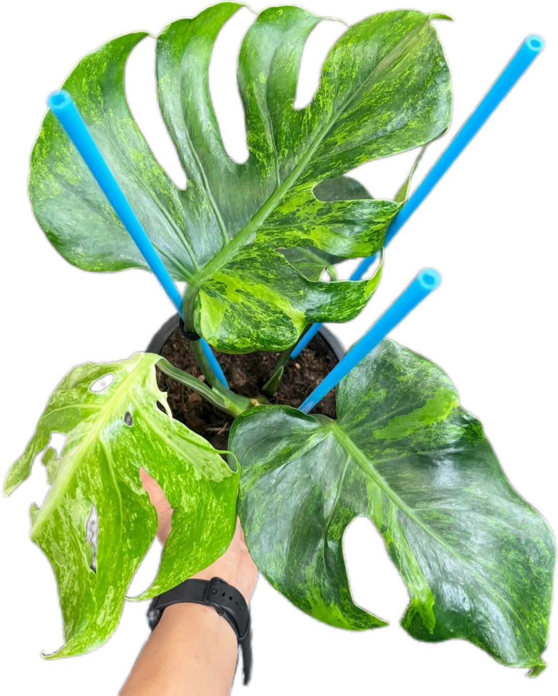 Buy Monstera Deliciosa Tricolor (Miracle) | Thailand Export ...