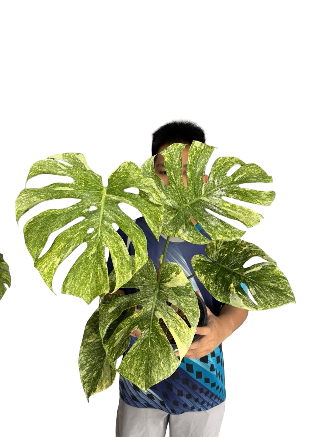 Monstera Deliciosa “Green Snow” Variegated – Actual Plant ...
