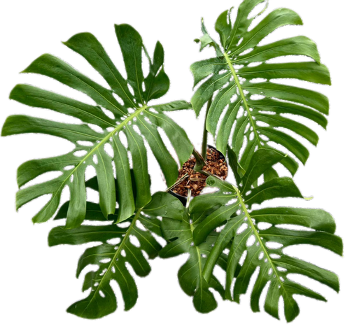 Buy Monstera Deliciosa Tricolor (Miracle) | Thailand Export ...