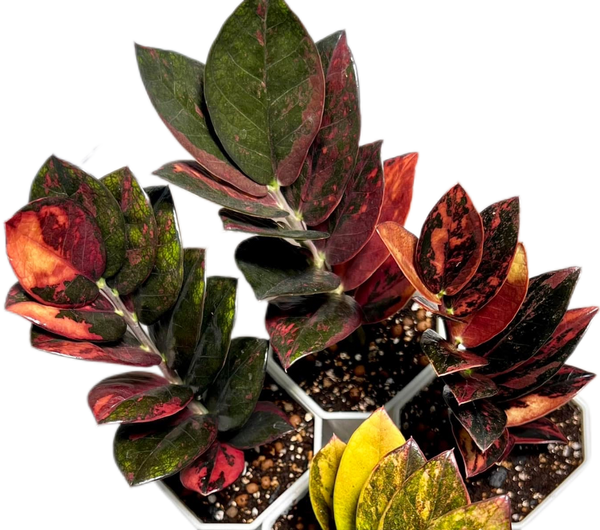 Zamioculcas zamiifolia Black Pink Variegated – FloristaPearl Garden ...