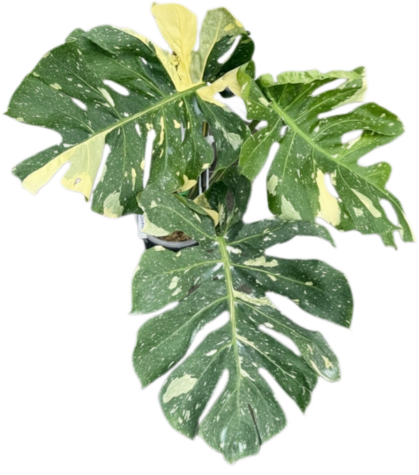 Buy Monstera Deliciosa Tricolor (Miracle) | Thailand Export ...